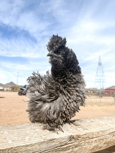 6 Assorted Silkie Hatching Eggs (Silkie, Frizzle, Showgirl, & Satin) | eBay