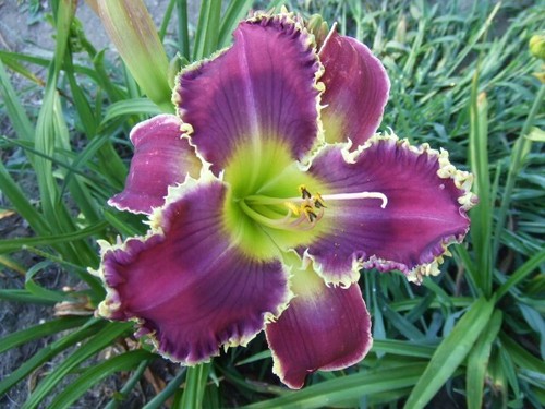TOOTHY SPECTACLE DAYLILY, Hanser, Dark Purple Eye w/ Yellow Toothy Edge ...