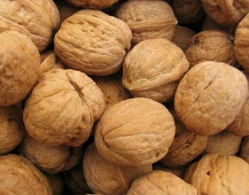 6 lb Organic Walnuts (in shell) California Small Farm Harvested October ...