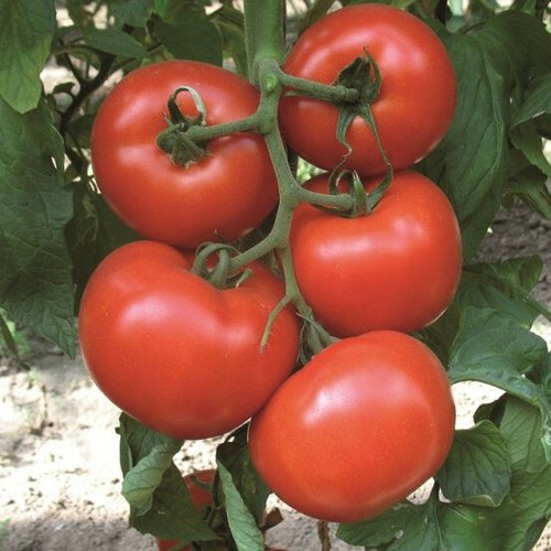 Tomato Mocca, Tomato seёds, 0,1 gramm heirloom organic seёds #117+TRACK ...