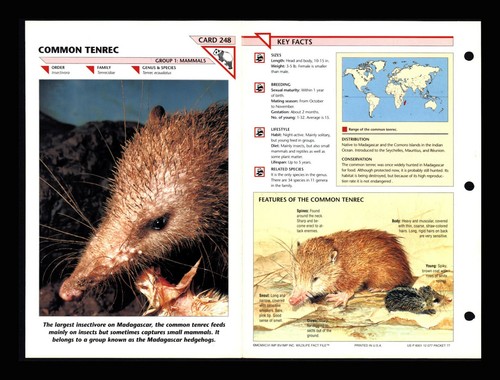 Common Tenrec Wildlife Fact File Mammal Animal Card Home School Study 1 ...