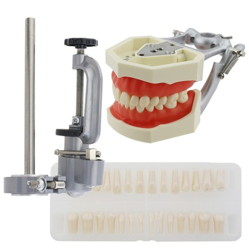 Dental Typodont Model 28 Teeth Kilgore NISSIN 500 Style Mounting Pole ...