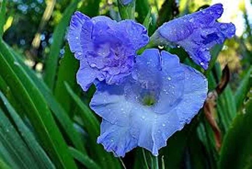 Gladiolus Flower Bulbs, Blue Gladiolus Bulbs for planting in your home ...