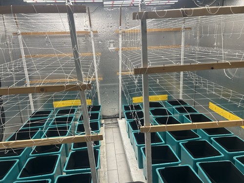 AirCube Active Oxygen Ebb and Flow Grow System - 36 Site | eBay