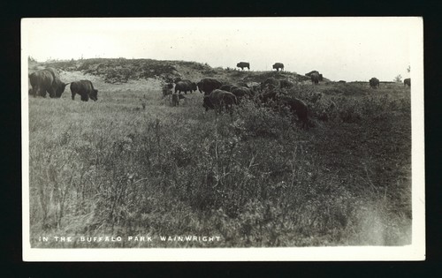 In the Buffalo Park Wainwright Herd of buffalo grazing in the park Old ...