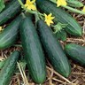 Spacemaster 80 Cucumber Seeds | NON-GMO | Heirloom | Fresh Garden Seeds ...