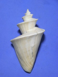 Formosa shells | eBay Stores