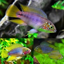 Umbrella Cichlid (Apistogramma borellii) information and care sheet