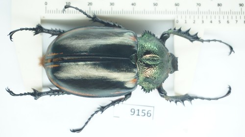 9156 - Cheirotonus terunumai species? Quang binh central vietnam | eBay