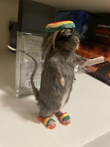 taxidermy rat products for sale | eBay