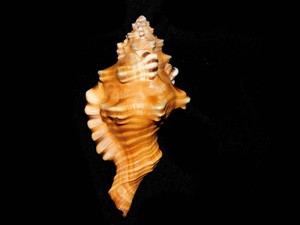 Florida Seashells and Fossils LLC | eBay Stores
