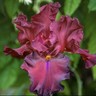 20+ BI-COLOR YELLOW BEARDED IRIS / PERENNIAL / GERMANIC IRIS FLOWER ...
