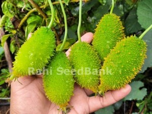 Rahi SeedBank | eBay Stores