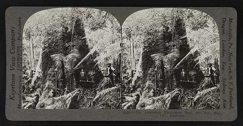 The Australian eucalyptus tree, 450 feet high, Vict. [Victoria ...