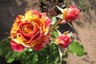 Rose cuttings Simsalabim rose 5 dormant cuttings-rare and unusual ...