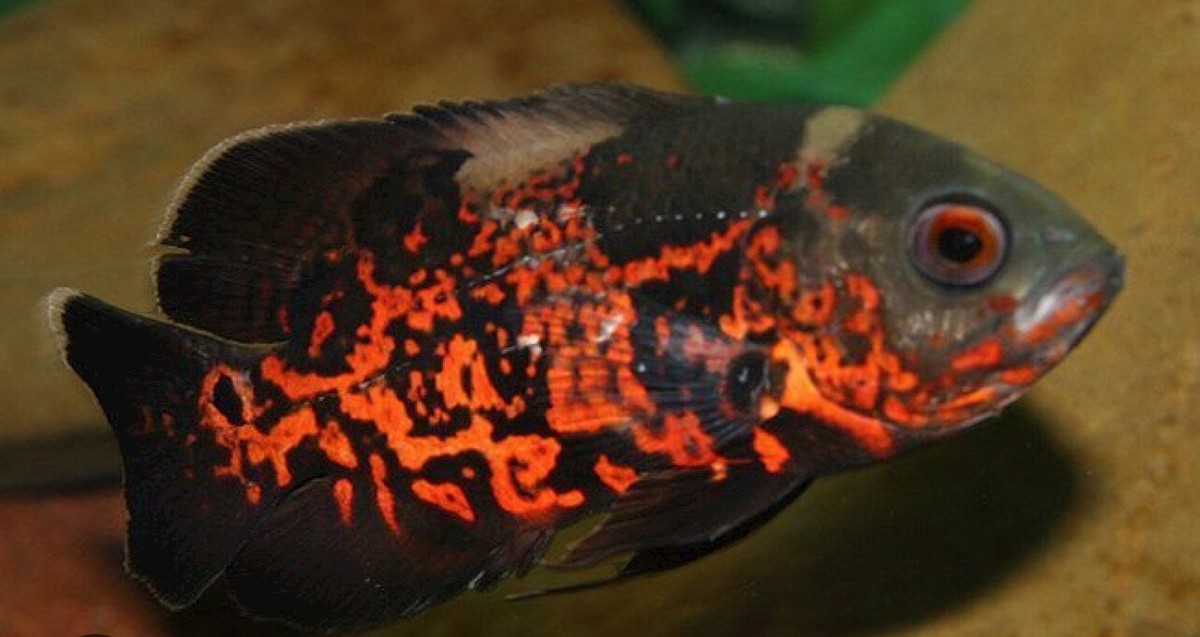 Blueberry Oscar Fish