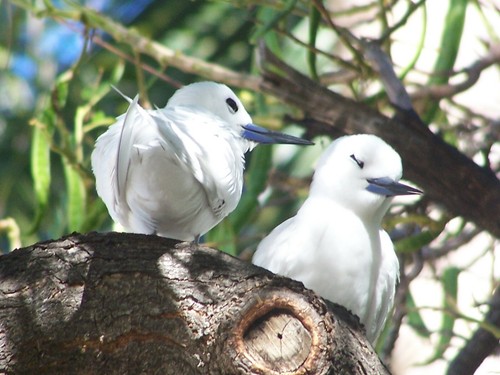 Hawaiian White Fairy Tern (Manu-o-Ku) on Oahu, Hawaii | eBay