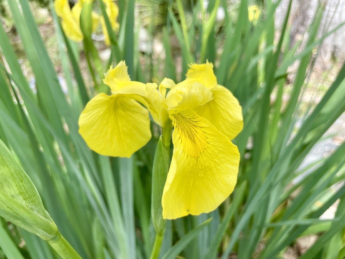 Arbusto De Espino Indio Enano