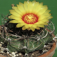 Astrophytum KIKO nudum rare cactus plant cacti 15 SEEDS | eBay