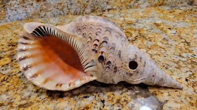 Triton Shell for sale | eBay