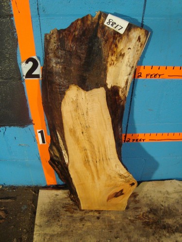 #8817 1 7/8 " THICK black line spalted maple live edge slab lumber wood ...