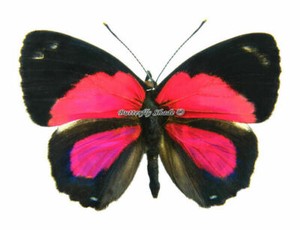 Butterfly Shade | eBay Stores