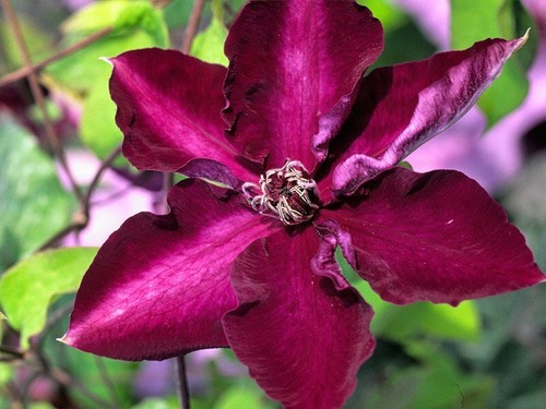 Clematis 'Amethyst Beauty' | eBay UK