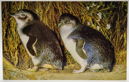 Fairy Penguins vintage postcard phillip island victoria australia ...