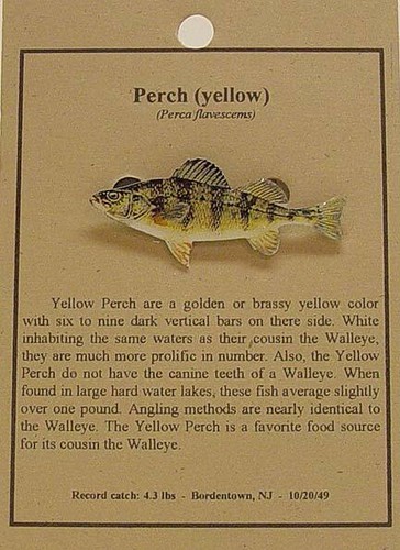 3- NEW PERCH FISH HAT PIN LAPEL PINS | eBay