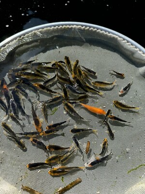 Koi Fry for sale | eBay