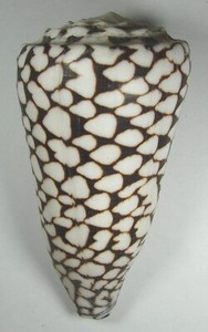 Rick Negus Specimen Shells | eBay Stores