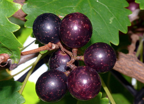 10 Wild Purple Grape Muscadine vine cuttings scion rooting known grape ...