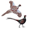 Pheasant - Ring-Necked - Hunting - Bird - Wild - Embroidered Iron On ...