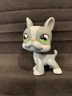 Littlest Pet Shop LPS Blue dog, Boston Terrier, bat eyes 857 | eBay