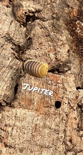 Jupiter isopod 10ct + LAG | eBay UK