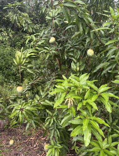 6 Mango Scion Grafting Cuttings -Bud Wood For Grafting - 2 Varieties | eBay