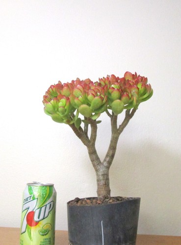 Jade Crosby's dwarf Crassula plant for shohin mame bonsai tree thick ...