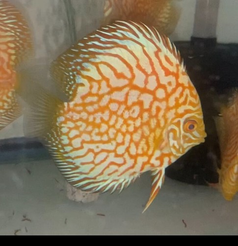 Pack of 3 - Yellow Checkerboard Discus 4" | eBay