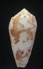 Conus Shells for sale | eBay