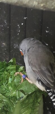 Canary Rings for sale | eBay