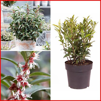 Christmas Box Plant for sale | eBay