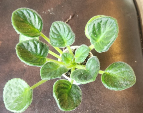 Gillian African Violet Plant - Standard | eBay