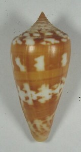 Rick Negus Specimen Shells | eBay Stores