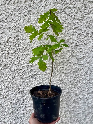 Tree Saplings for sale | eBay