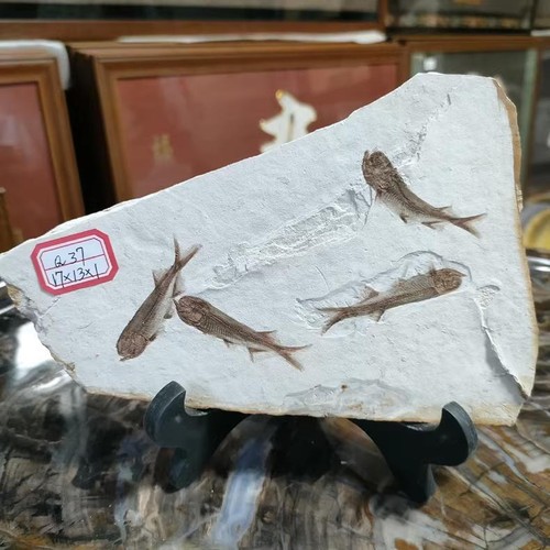 Cambrian fish fossils, wolf finned fish paleontological specimens | eBay