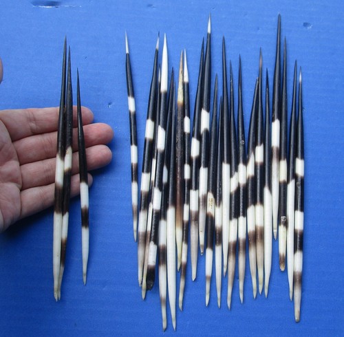 25 piece lot Semi-Clean , Fat South African Porcupine Quills 6-7 inches ...