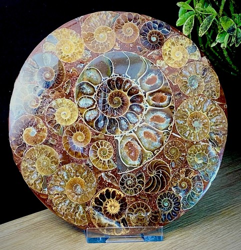 Large 11cm High Quality Lovely Crystal Fossil Disc 416 Million Year Old ...
