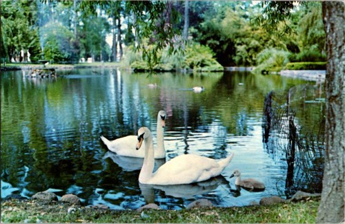 Vancouver British Columbia BC : ANIMAL SCENE j/09 BF7962 | eBay