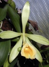 Machiela's Orchids | eBay Stores