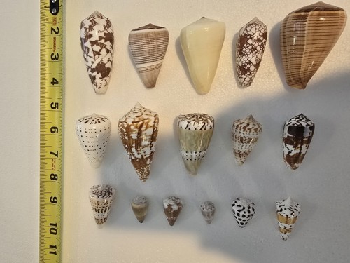 SET OF 16 CONUS/CONES SEASHELL COLLECTION - VARIOUS, ALL DIFFERENT | eBay